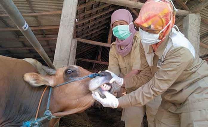 Dokter Ingatkan Risiko Infeksi Kulit Saat Menangani Hewan Kurban - Star ...