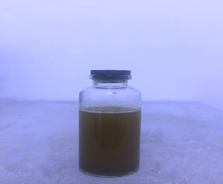 Alga Hijau Potensial Jadi Obat Mastitis Sapi Perah - Star Jogja FM