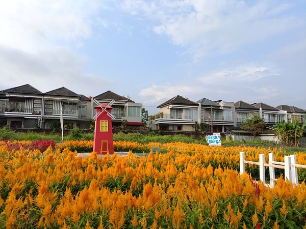 Kebun Bunga Lor JEC, Spot Foto Bunga Celosia di Jogja - Star Jogja FM